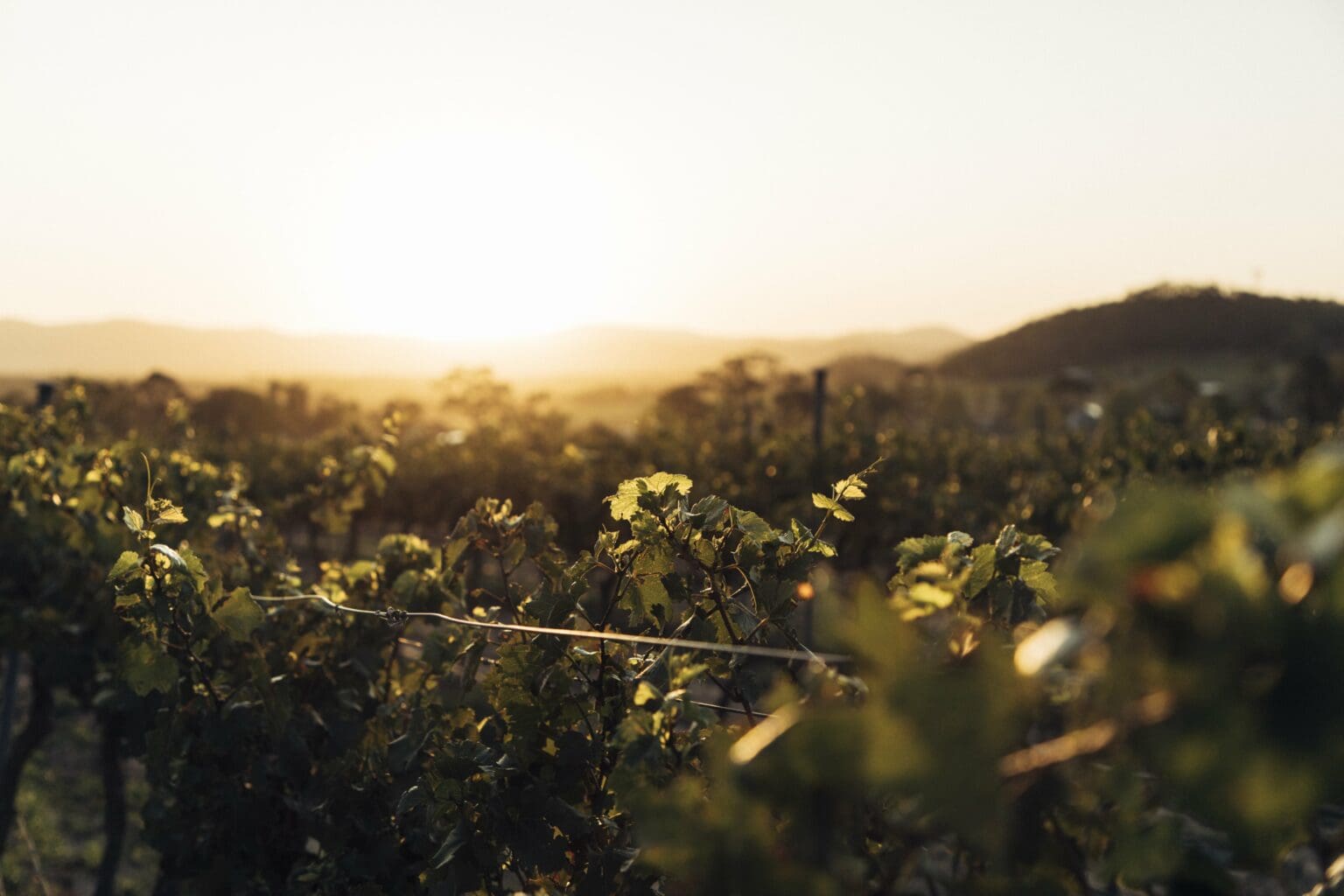 Spring Wines from Australia - Putting Taste Above All | Monarch Wine