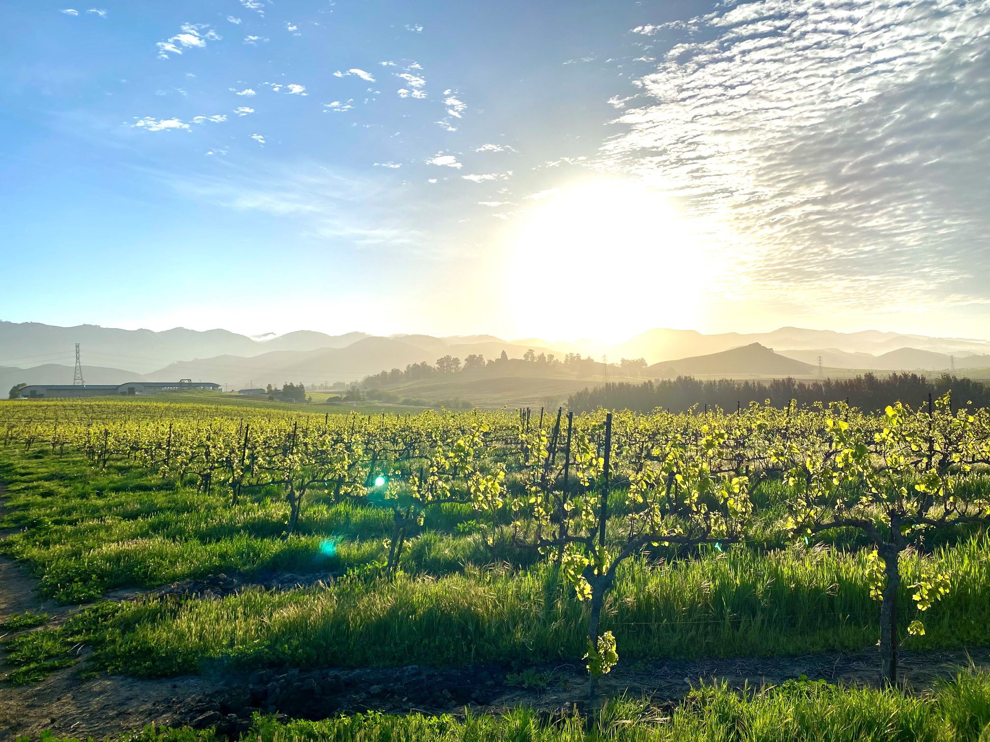 Migration Winery & Walt Wines | Monarch Wine