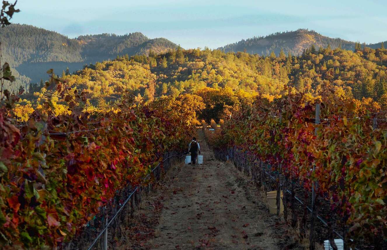 A Creative Harmony of Wine, Music, Art, Food, Adventure | Monarch Wine