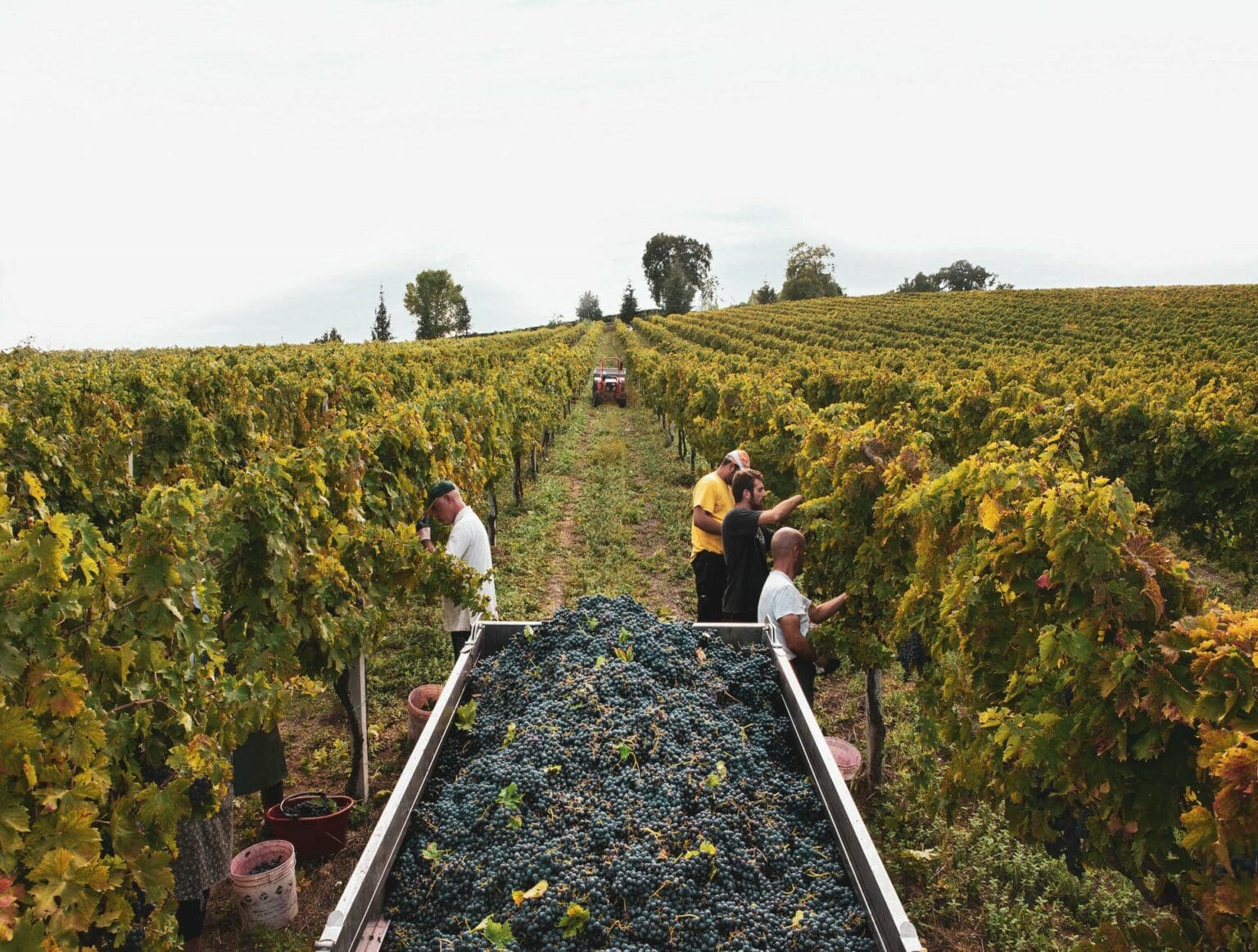 Monarch Wine: Luxury Wine Lifestyle Publication