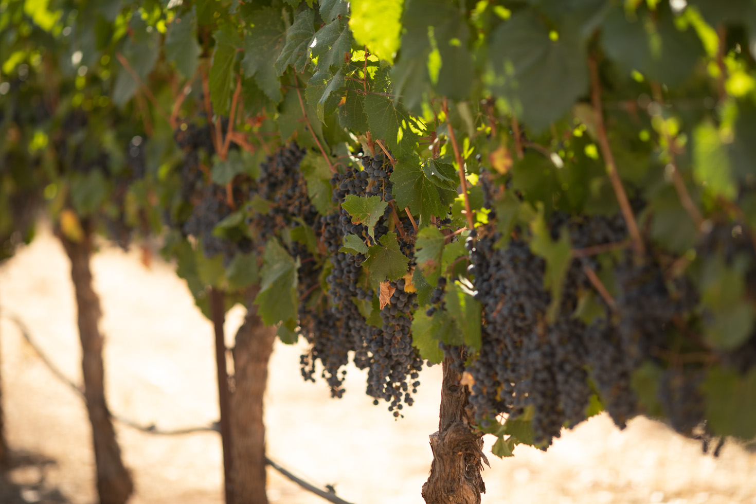 50 Years of Jordan Winery | Monarch Wine