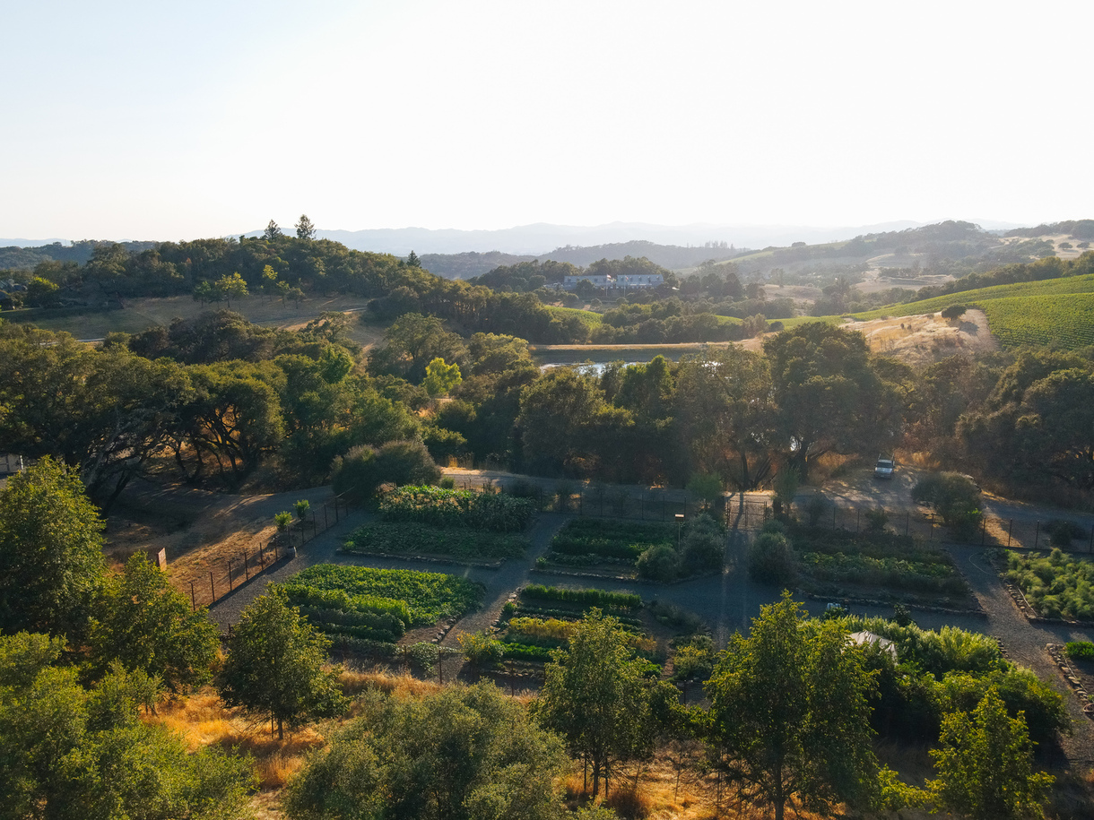 50 Years of Chalk Hill Estate | Monarch Wine