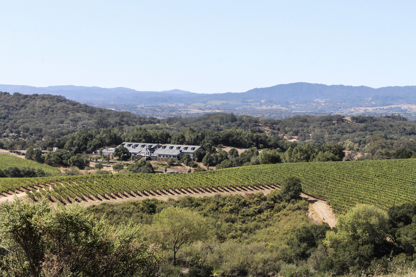 50 Years of Chalk Hill Estate | Monarch Wine