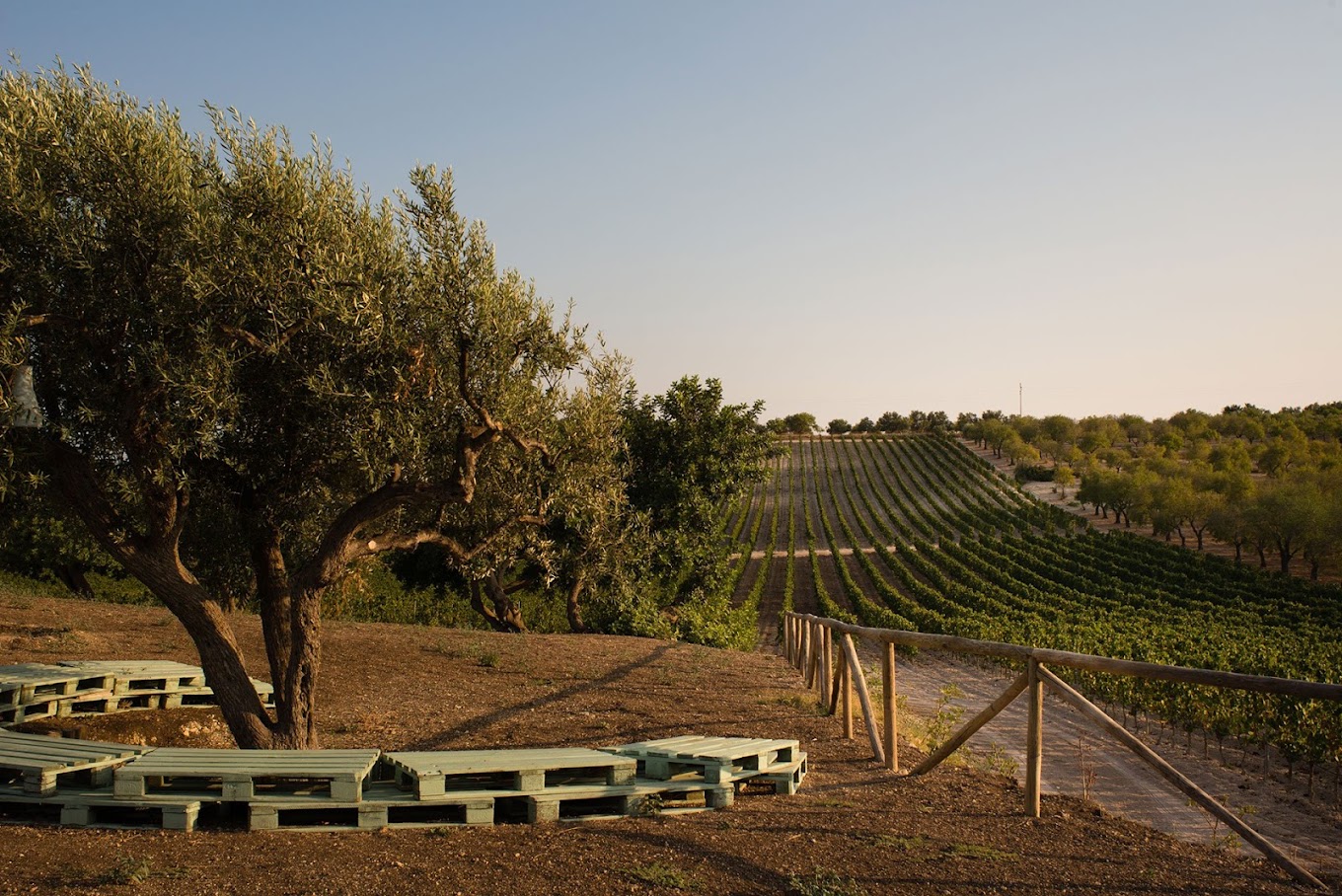 Where to Drink, Eat, and Stay in Eastern Sicily | Monarch Wine