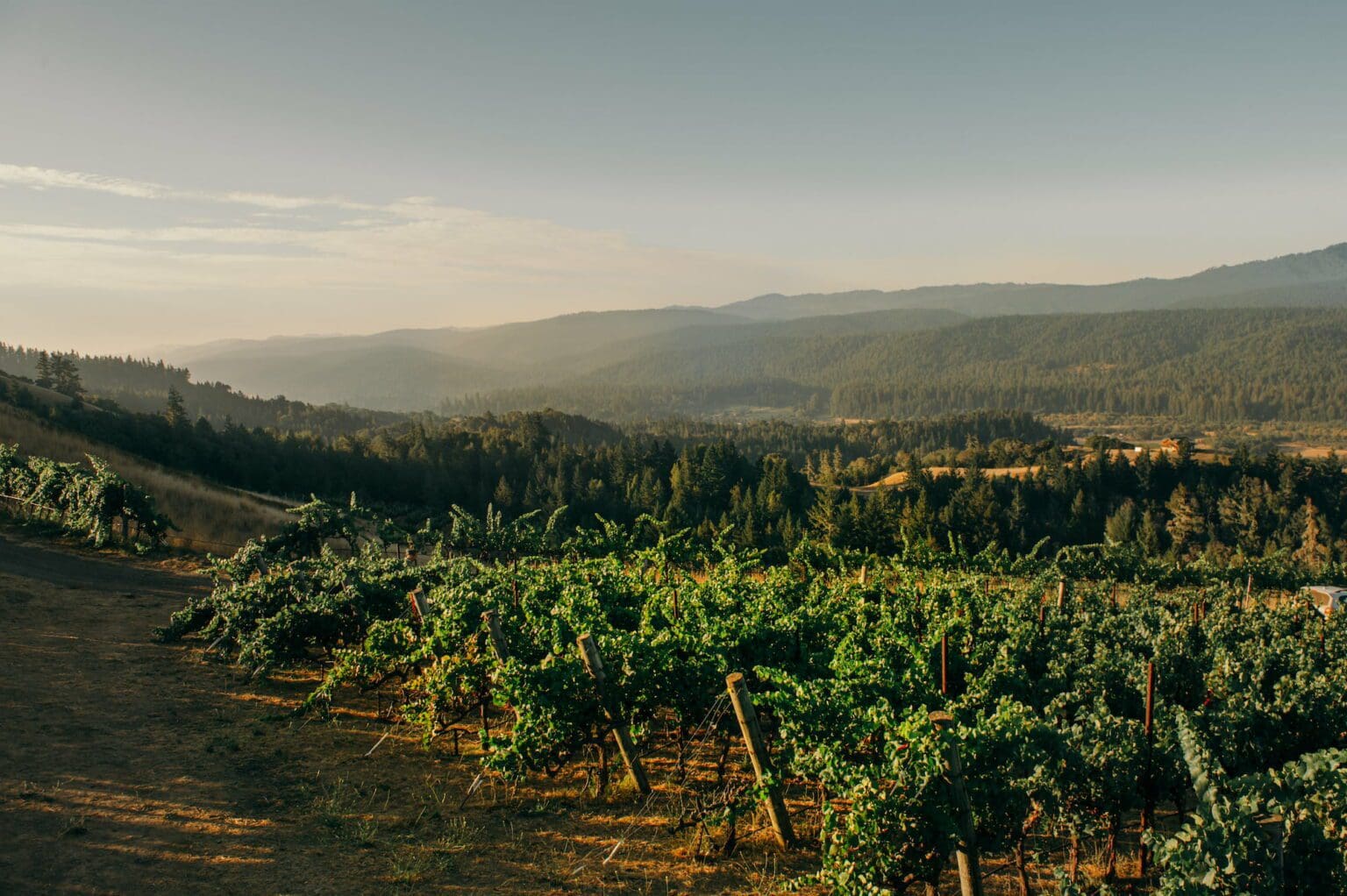 Monarch Wine: Wine Lifestyle Publication