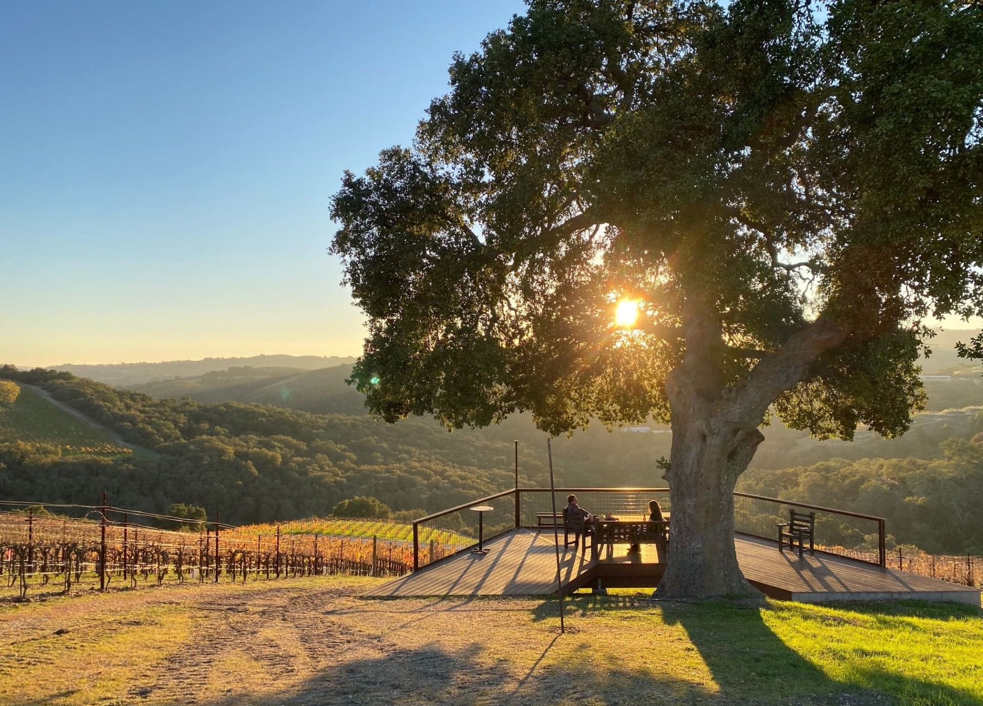 Molly Lonborg: Alta Colina | Monarch Wine