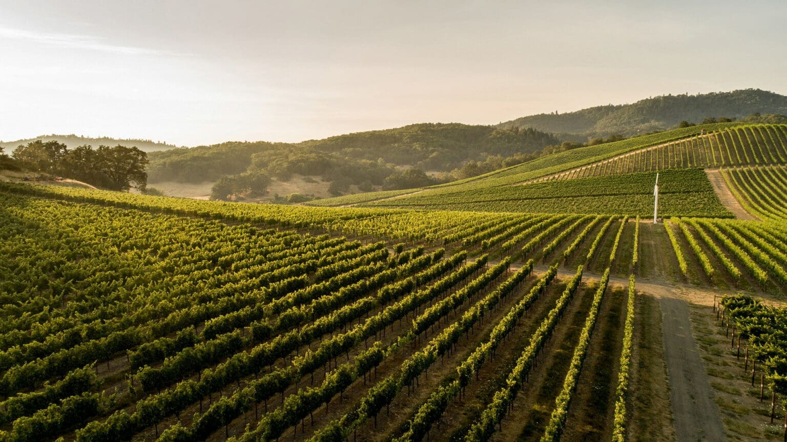 Monarch Wine: Luxury Wine Lifestyle Publication