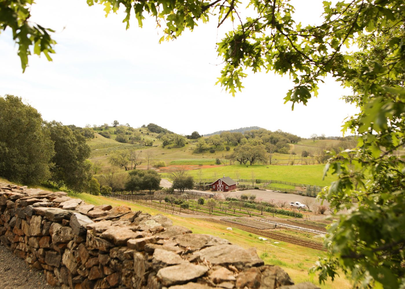 50 Years of Jordan Winery | Monarch Wine