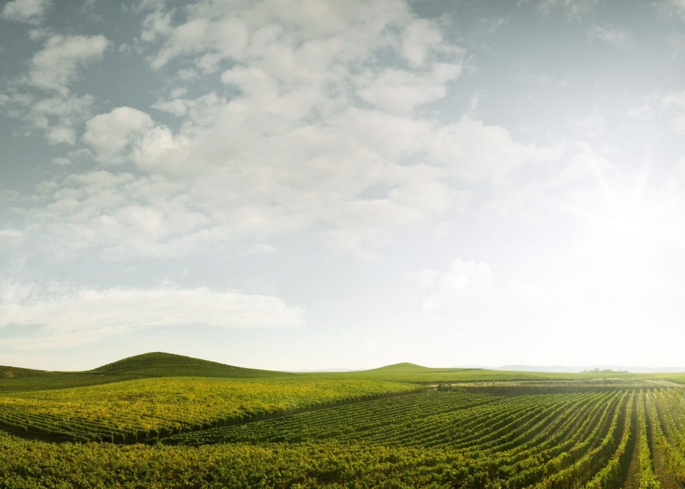 Cult Cabs Of Napa Valley Demystified | Monarch Wine